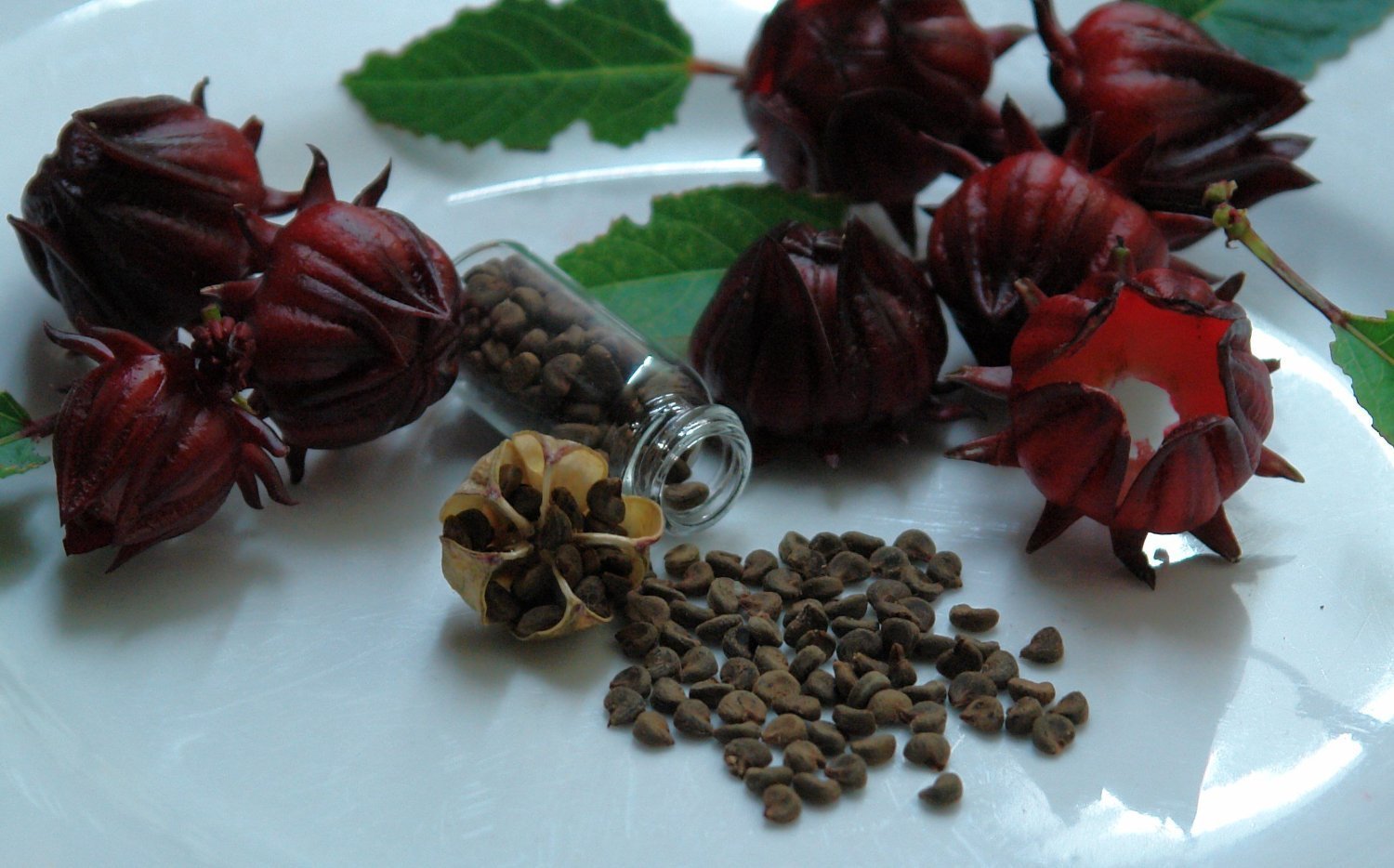 Red Thai Roselle Hibiscus Tea: Growing Your Own – Kindred Media